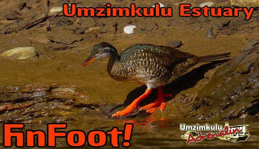 African Finfoot sighted multiple times in the Umzimkulu Estuary recently